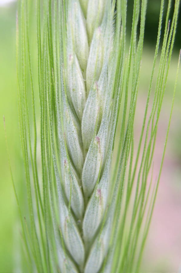 Rogge stock foto. Image of rogge, nave, sluit, installatie - 589644