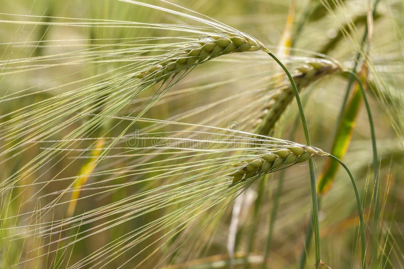Rogge - graan stock foto. Image of bloem, vrucht, materialen - 41857590