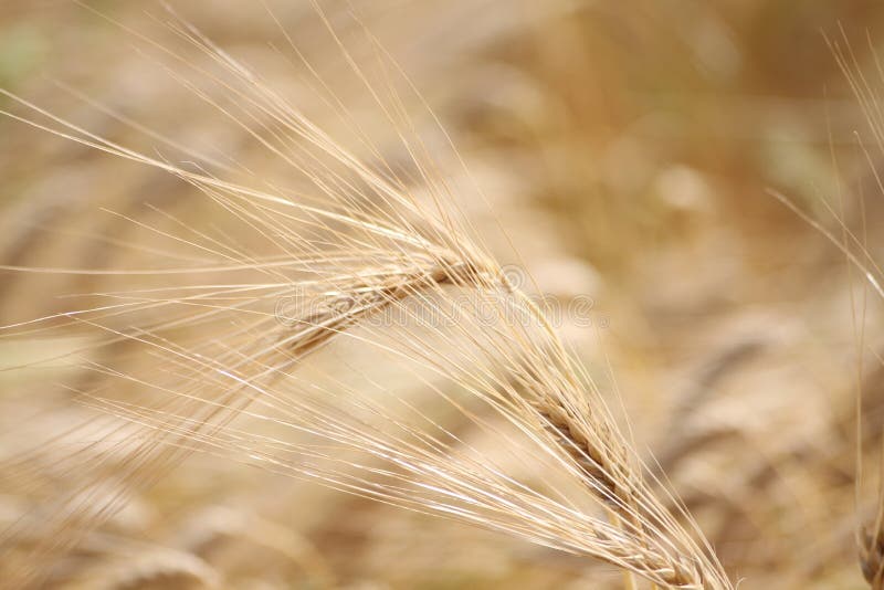 Roggen stockfoto. Bild von warm, ernte, nahaufnahme, fokus - 79261510