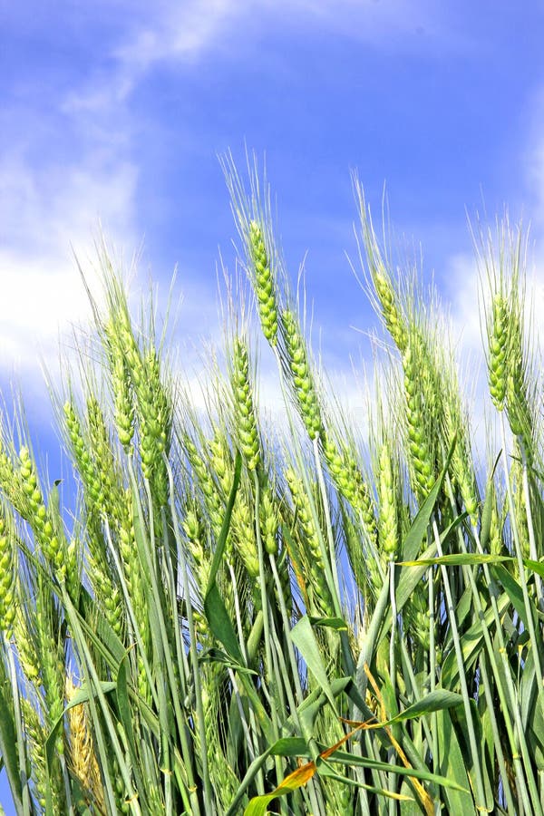 Roggeoren op het gebied stock afbeelding. Afbeelding bestaande uit ...