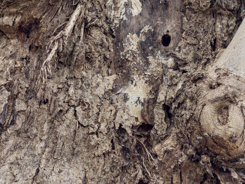 Tree epidermis stock image. Image of plant, wall, green - 231940089