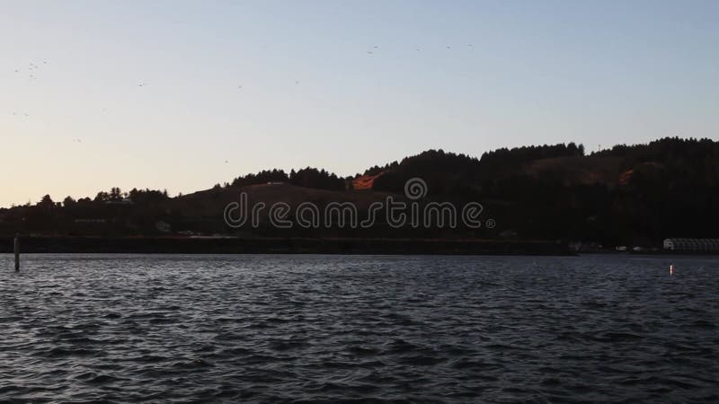 Rogue River Birds Flying in Blue Sky Stock Footage - Video of birds ...