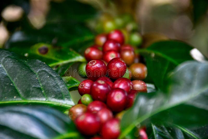 Rohe Kaffeebohnen stockfoto. Bild von winter, auszug - 49289134
