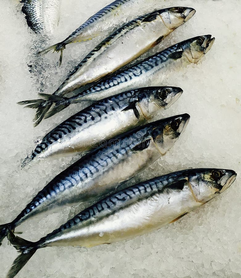 Rohe Makrelen Auf Eisfischmarktschluss Oben Stockfoto - Bild von tier ...