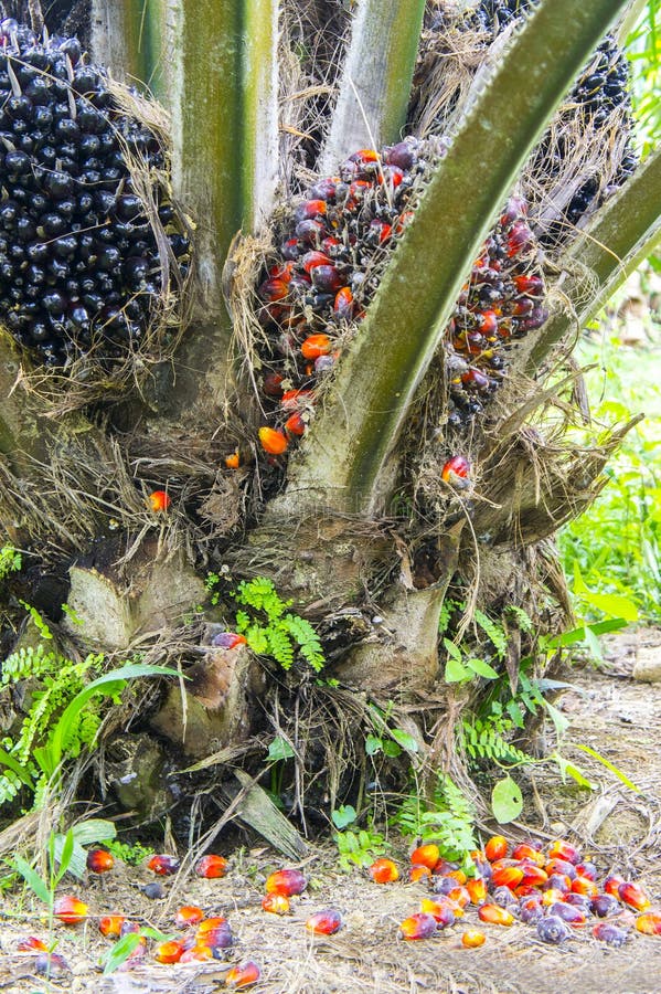 Frische Palmölfrucht Vom LKW. Stockfoto - Bild von kochen ...