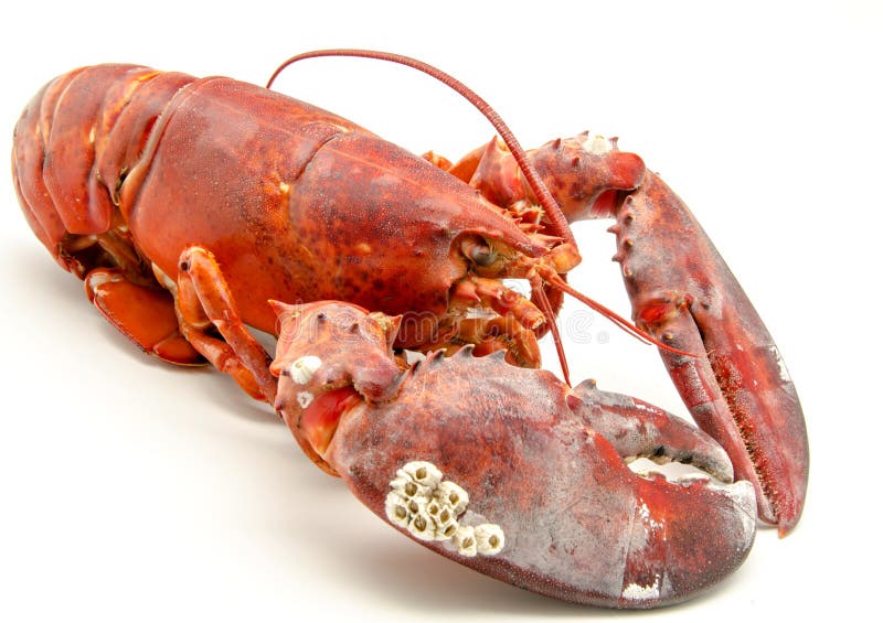 Roher Hummer stockfoto. Bild von meeresfrüchte, fischen - 29306602