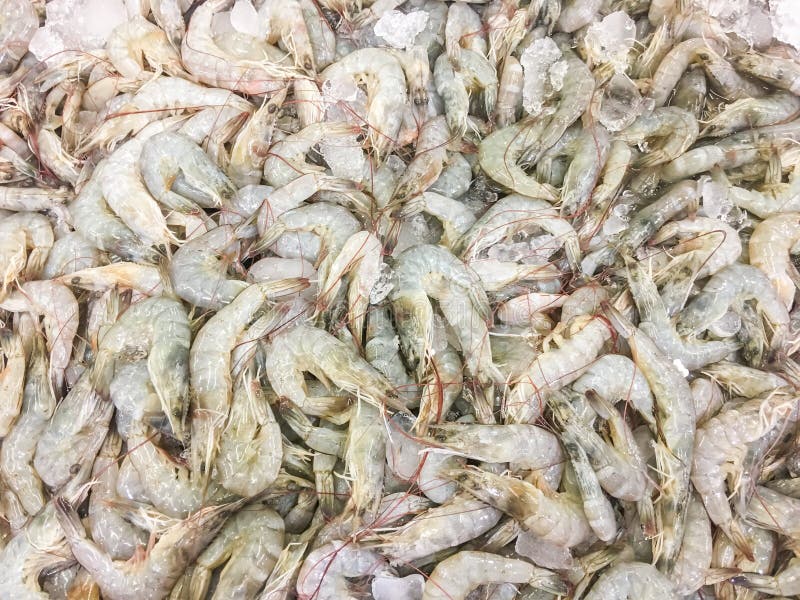 Rohes Frisches Der Garnele Oder Der Garnele Stockfoto - Bild von ...