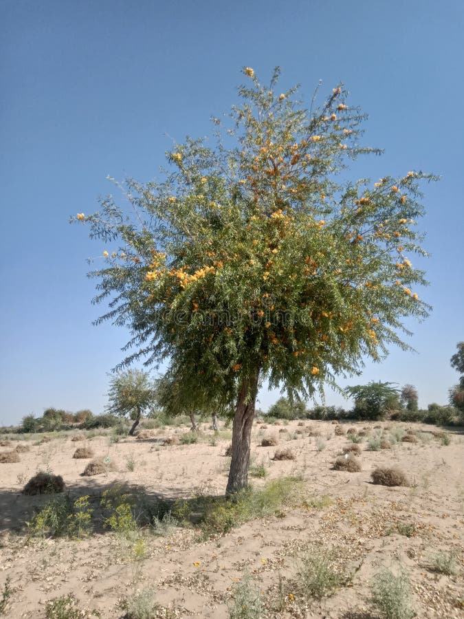 Rohida Flower Blossoming in the Docks of Rajasthan Stock Photo - Image ...