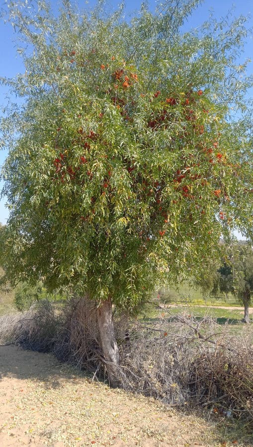 Rohida Stock Photos - Free & Royalty-Free Stock Photos from Dreamstime