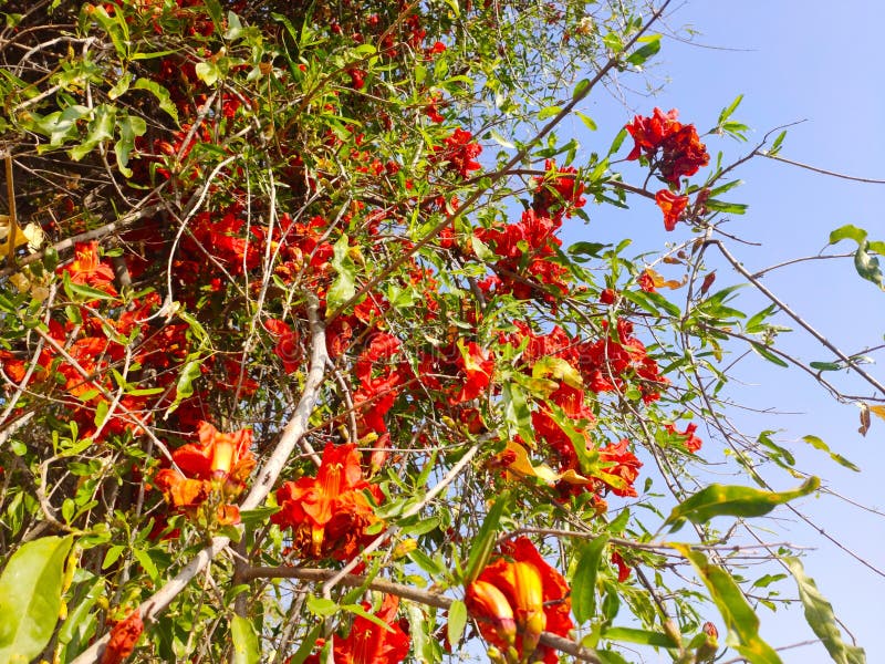 Rohida Tree and Blossoming Orange Flowers with Blue Sky Stock Photo ...