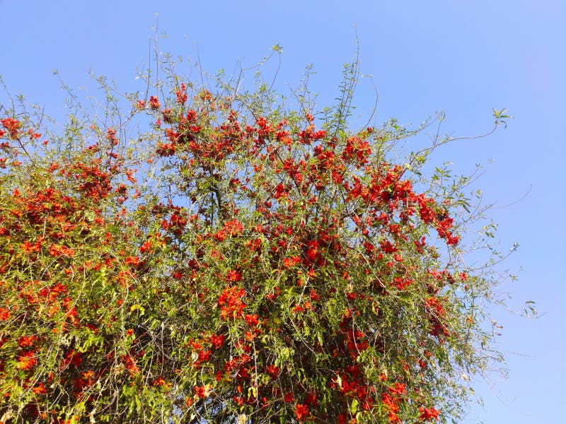 Rohida Flowers Stock Photos - Free & Royalty-Free Stock Photos from ...