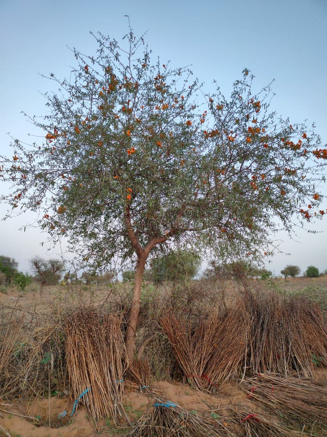 Rohida Trees, Rajasthan, India Stock Photo - Image of nature, flower ...
