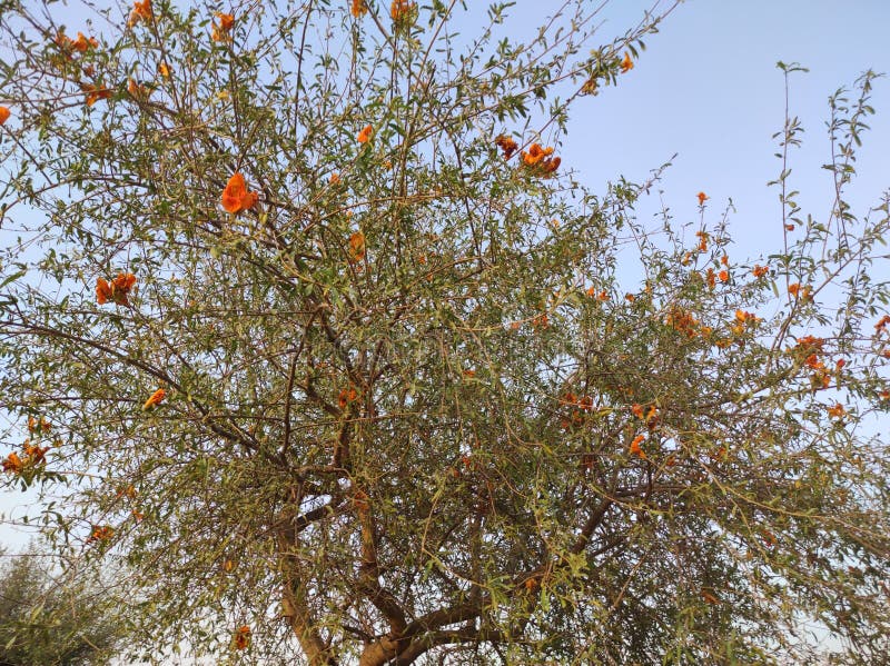 Rohida Trees, Rajasthan, India Stock Photo - Image of marwar, prairie ...