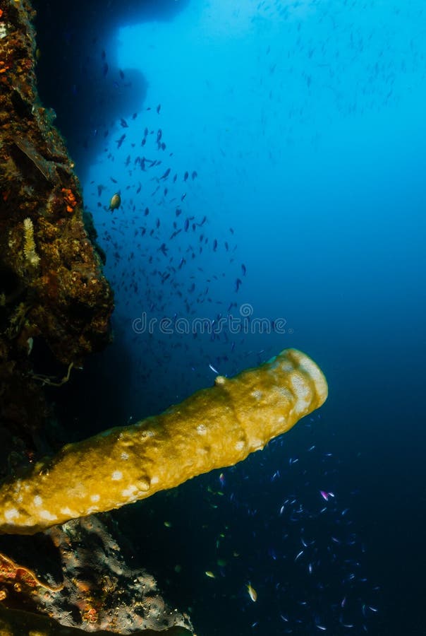Rohrschwamm Auf Einer Riffwand Stockfoto - Bild von umgebung, meer ...