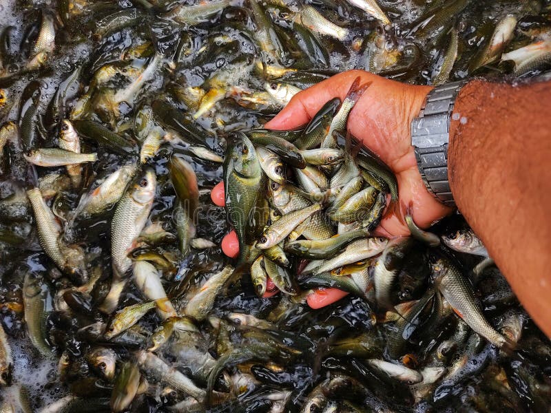 Rohu Fish Seed in Hand Rohu Carp Seed Production in Fish Breeding ...