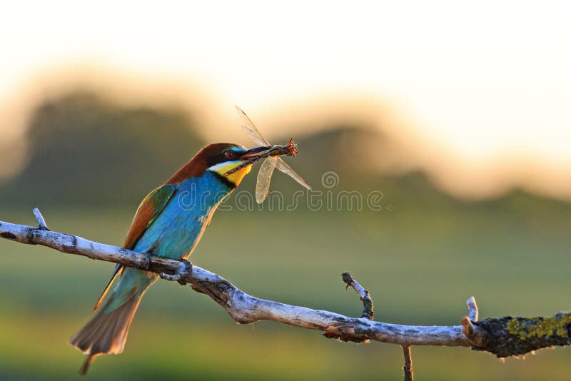 Roi-oiseau Avec Un Insecte Rare Dans Son Bec Image stock - Image du ...