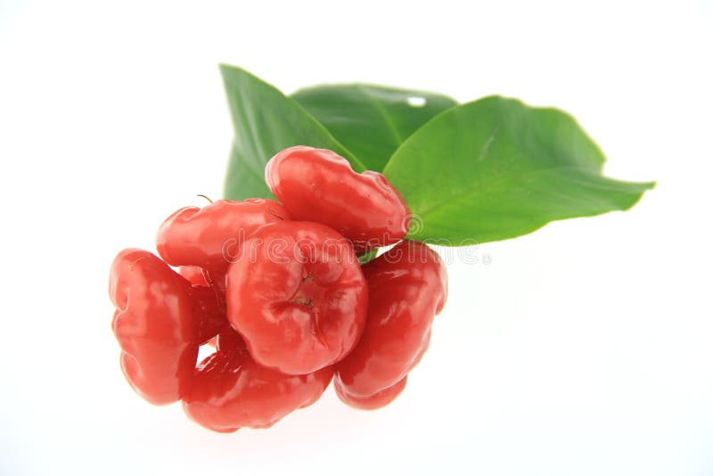 Manzana de Java foto de archivo. Imagen de hojas, fresco - 70398708