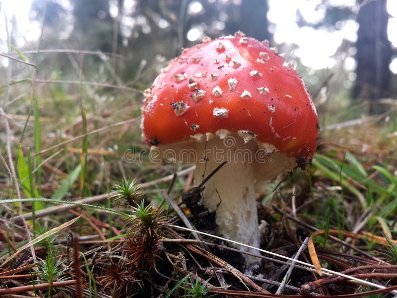 Rojo Y Taburete Manchado Blanco Del Sapo Imagen de archivo - Imagen de ...
