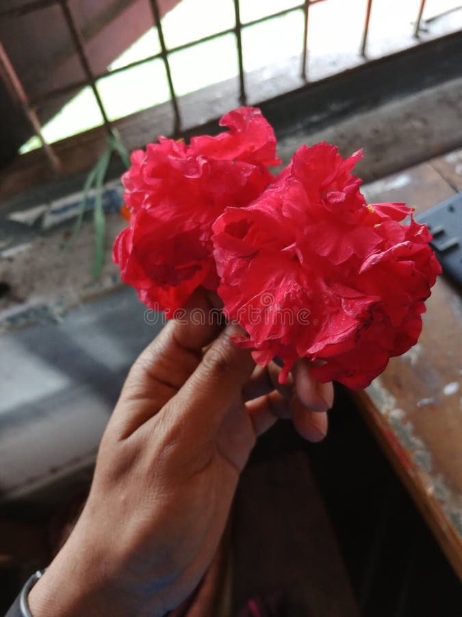 151 Red Joba Stock Photos - Free & Royalty-Free Stock Photos from ...