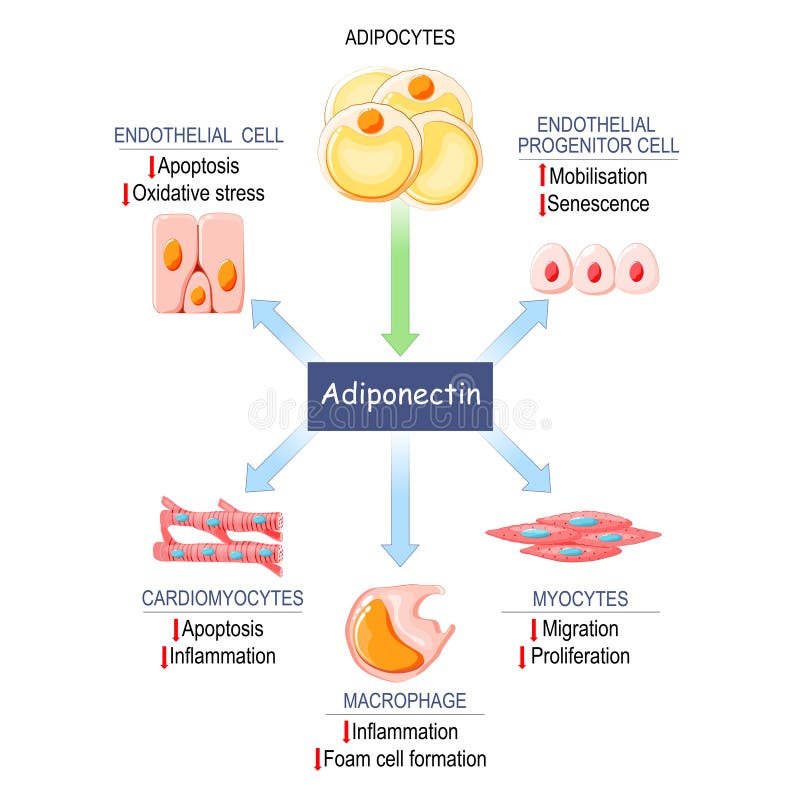 Adipocyte Structure. Fat Cell Stock Vector - Illustration of overweight ... Adipocyte Structure. Fat Cell Stock Vector - Illustration of overweight ...