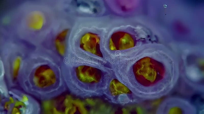 The Role of Embryonic Stem Cells in the Development of the Body Stock ...