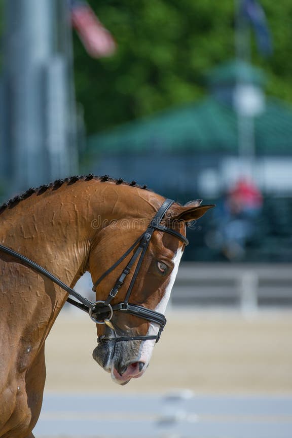 Bay Dressage Horse with Braided Mane in Dressage Competition Ring Horse ...