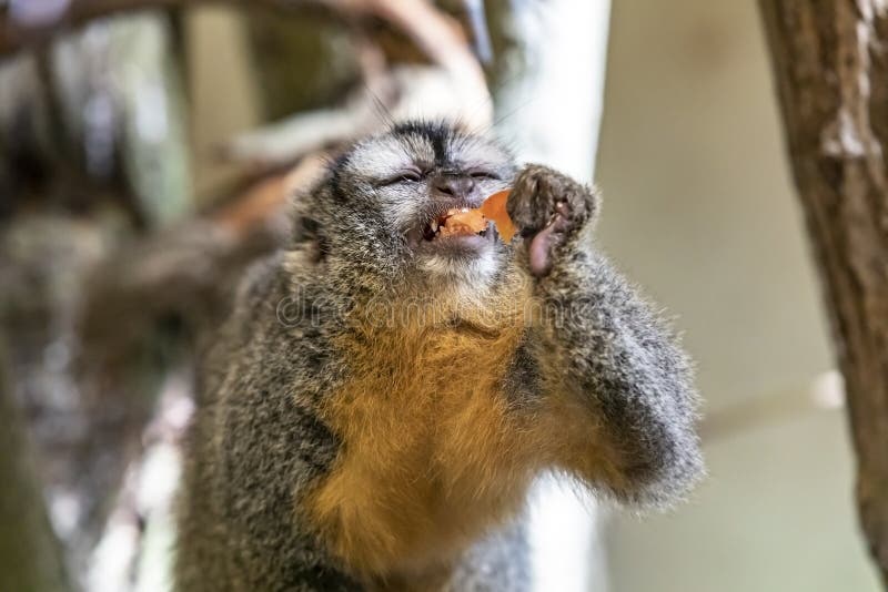 Älskvärda apor, rolig apa fotografering för bildbyråer. Bild av wild ...