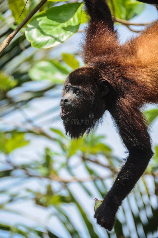 Rolig Apa Som äter En Banan Fotografering för Bildbyråer - Bild av ...