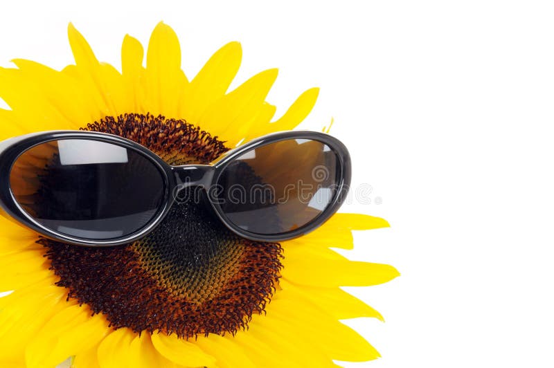 Rolig blomma arkivfoto. Bild av solros, isolerat, blidka - 5976752