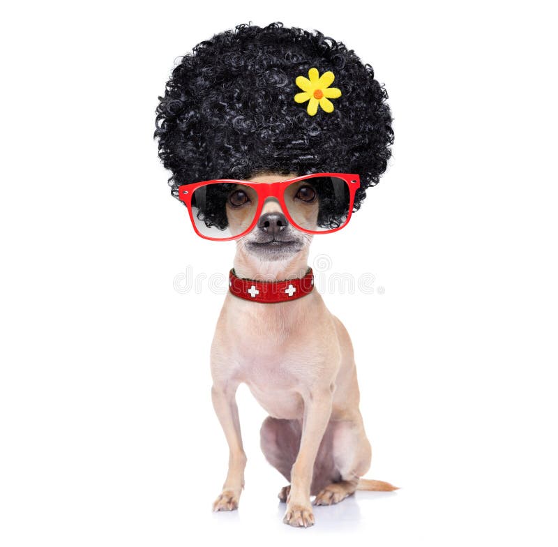 Rolig dum hund fotografering för bildbyråer. Bild av blidka - 51199219