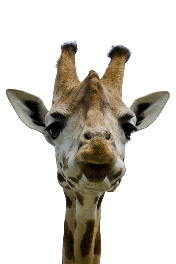 Rolig giraff arkivfoto. Bild av roligt, vitt, djurliv - 19993200