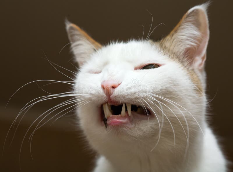 Rolig katt arkivfoto. Bild av mustasch, katt, däggdjur - 4656948