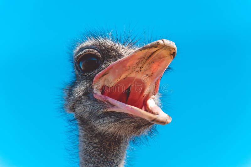 Rolig Skrikig Bullrig Afrikansk Struts Arkivfoto - Bild av gladlynt ...