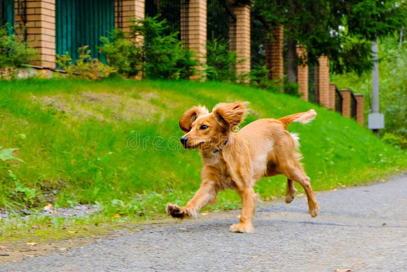 Rolig stygg hund arkivfoto. Bild av fritid, gyckel, äventyr - 103495304