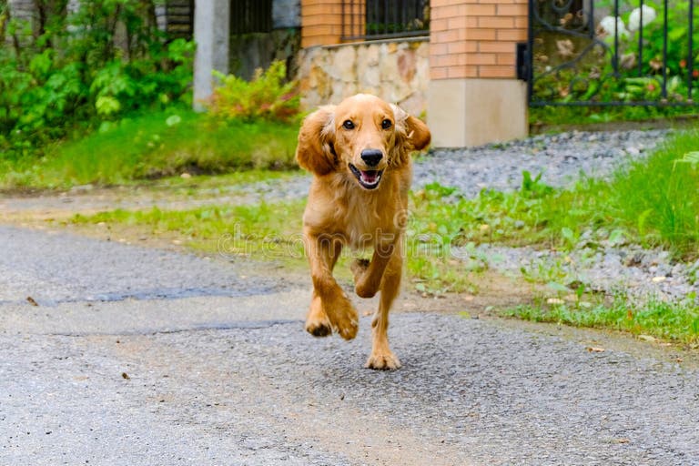 Rolig stygg hund arkivfoto. Bild av fritid, gyckel, äventyr - 103495304