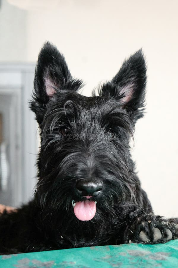 Rolig stygg hund arkivfoto. Bild av fritid, gyckel, äventyr - 103495304