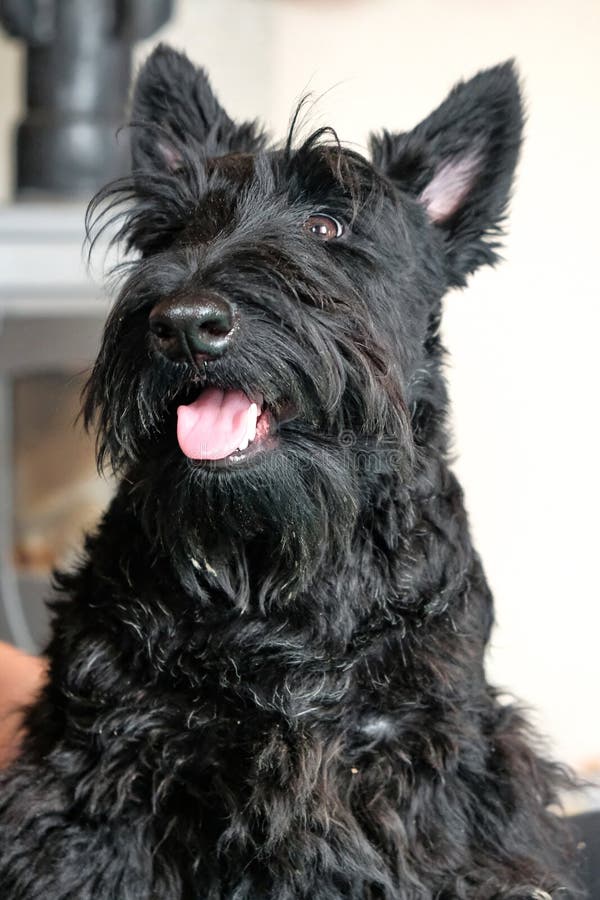 Rolig stygg hund arkivfoto. Bild av fritid, livsstil - 103495304