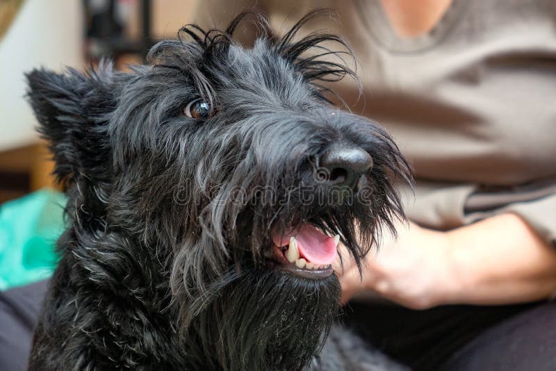 Rolig stygg hund arkivfoto. Bild av fritid, gyckel, äventyr - 103495304