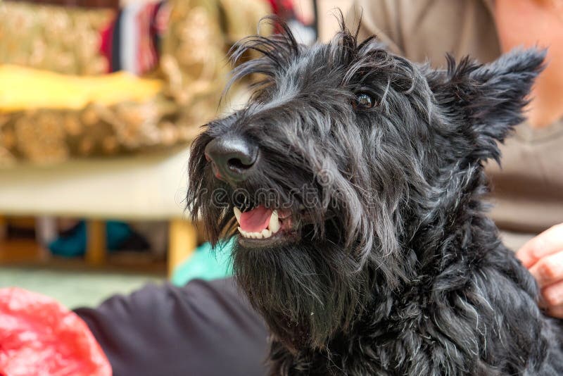 Rolig stygg hund arkivfoto. Bild av fritid, gyckel, äventyr - 103495304