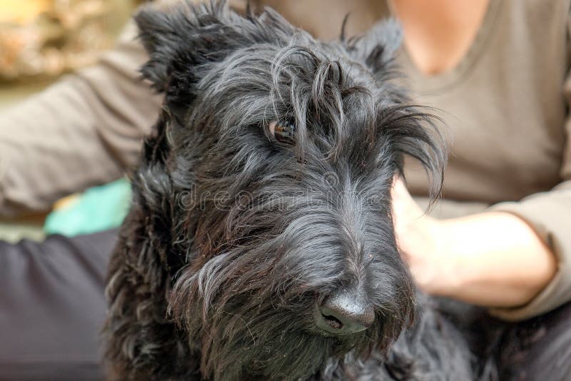 Rolig stygg hund arkivfoto. Bild av fritid, livsstil - 103495304