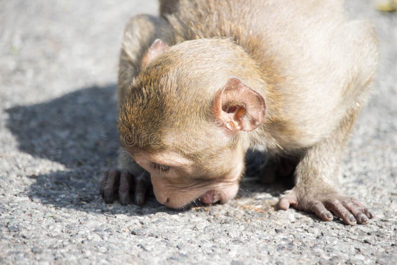 Roliga apor arkivfoto. Bild av gulligt, krabba - 69004458