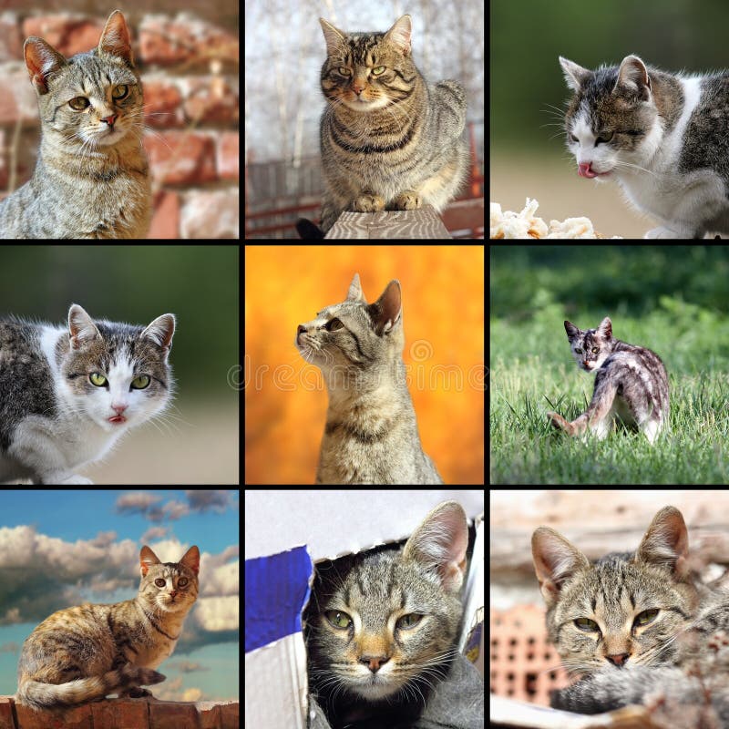 Roliga kattbilder fotografering för bildbyråer. Bild av älskvärt - 41114157