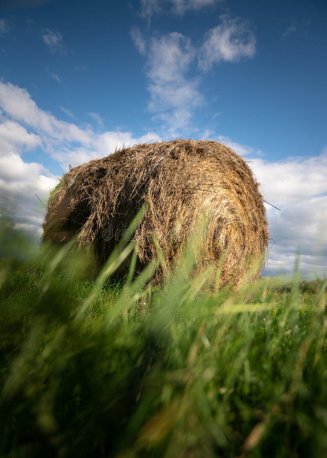 Roll bale in field stock image. Image of forage, meadow - 359979903