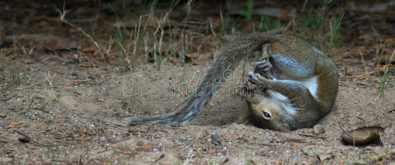 Roll in ball- Squirrel stock image. Image of tail, funny - 57969255