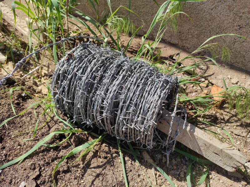 A Roll of Barbed Wire,garden Fence Wire,barbed Metal Wire Stock Photo ...