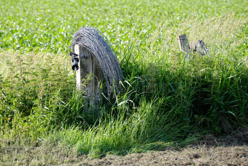 Roll of Barbed Wired on a Wooden Post in an Open Field with High Green ...