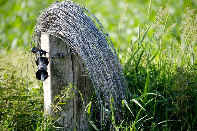 Roll of Barbed Wired on a Wooden Post in an Open Field with High Green ...
