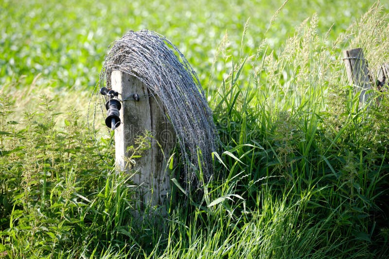 Roll of Barbed Wired on a Wooden Post in an Open Field with High Green ...
