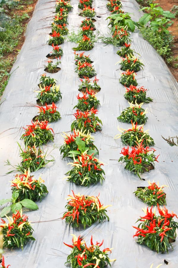 Roll of Chilli Peppers in Farm Stock Image - Image of pepper, chile ...