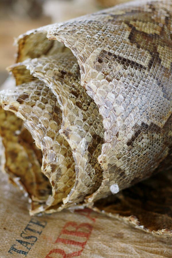 Dried Skin of the Malayan Pit Viper (Calloselasma Rhodostoma) for ...